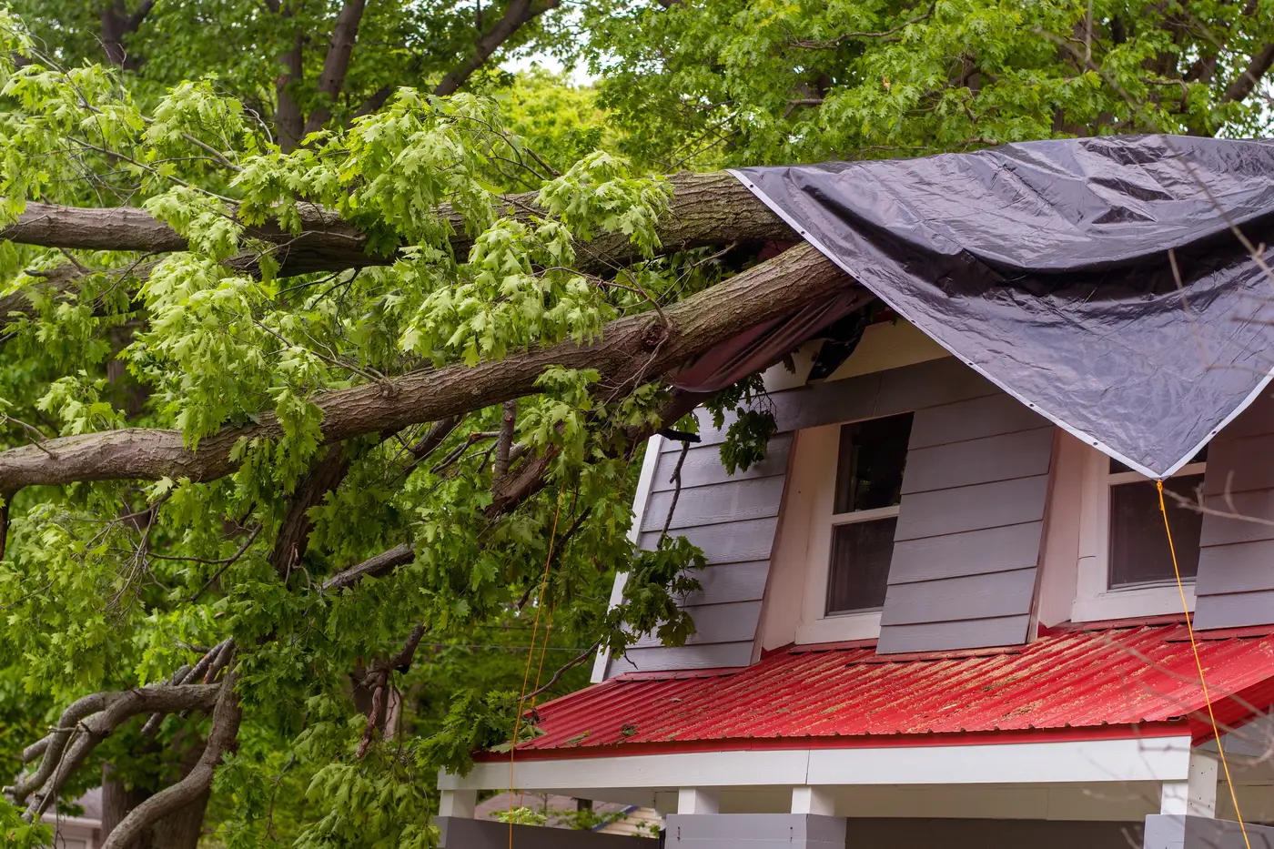 Roof Common Issues: Addressing Tree Damage. Austin, TX